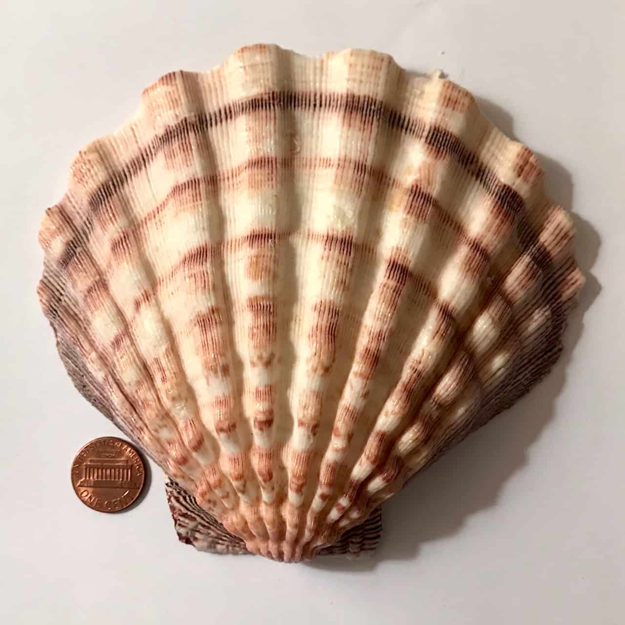 Lion’s Paw Shell Lg | Inspirit Crystals